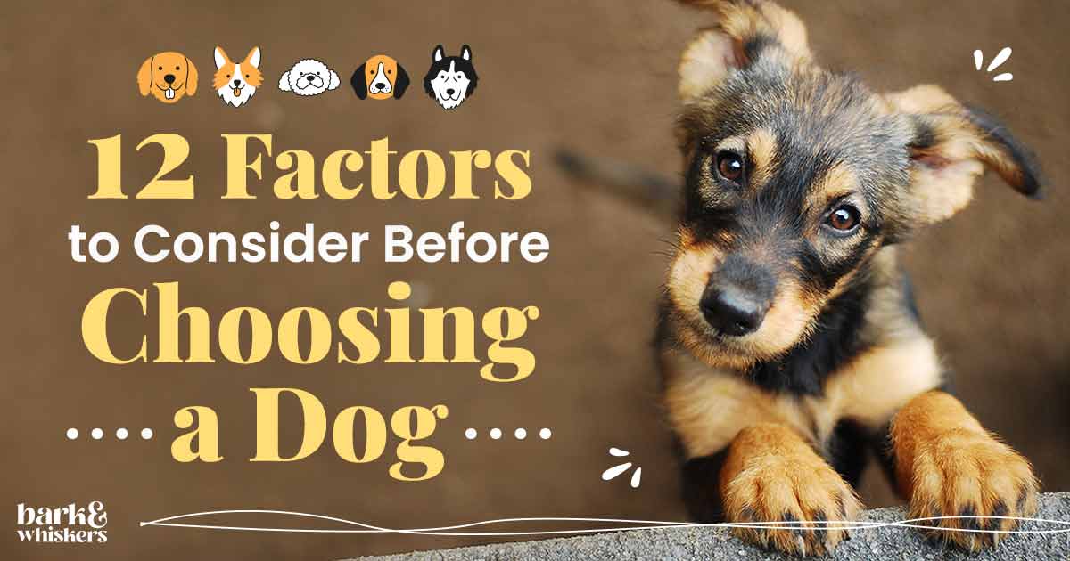 12 Factors to Consider Before Choosing a Dog