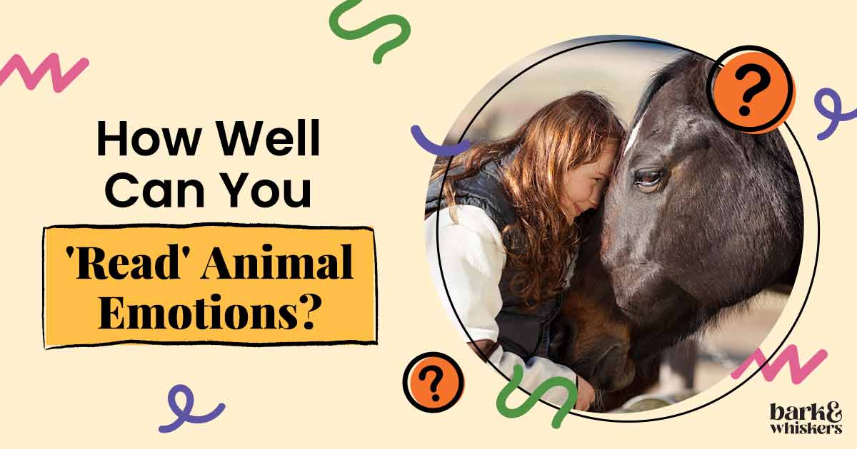 How Well Can You 'Read' Animal Emotions?