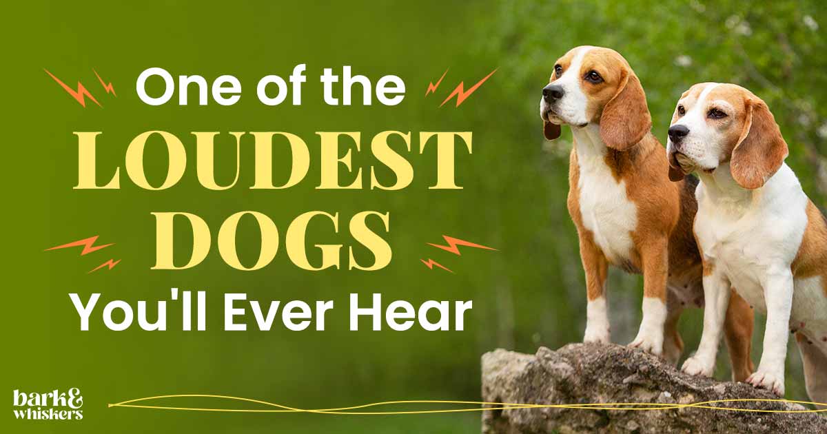Beagles Are One of the Loudest Dogs You'll Ever Hear