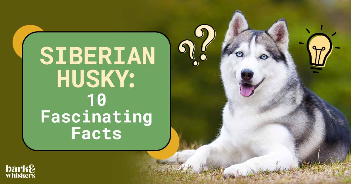 Siberian Husky: 10 Fascinating Facts