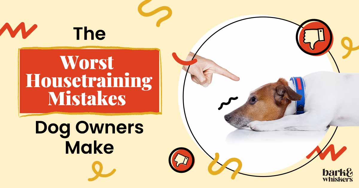The Worst Housetraining Mistakes Dog Owners Make