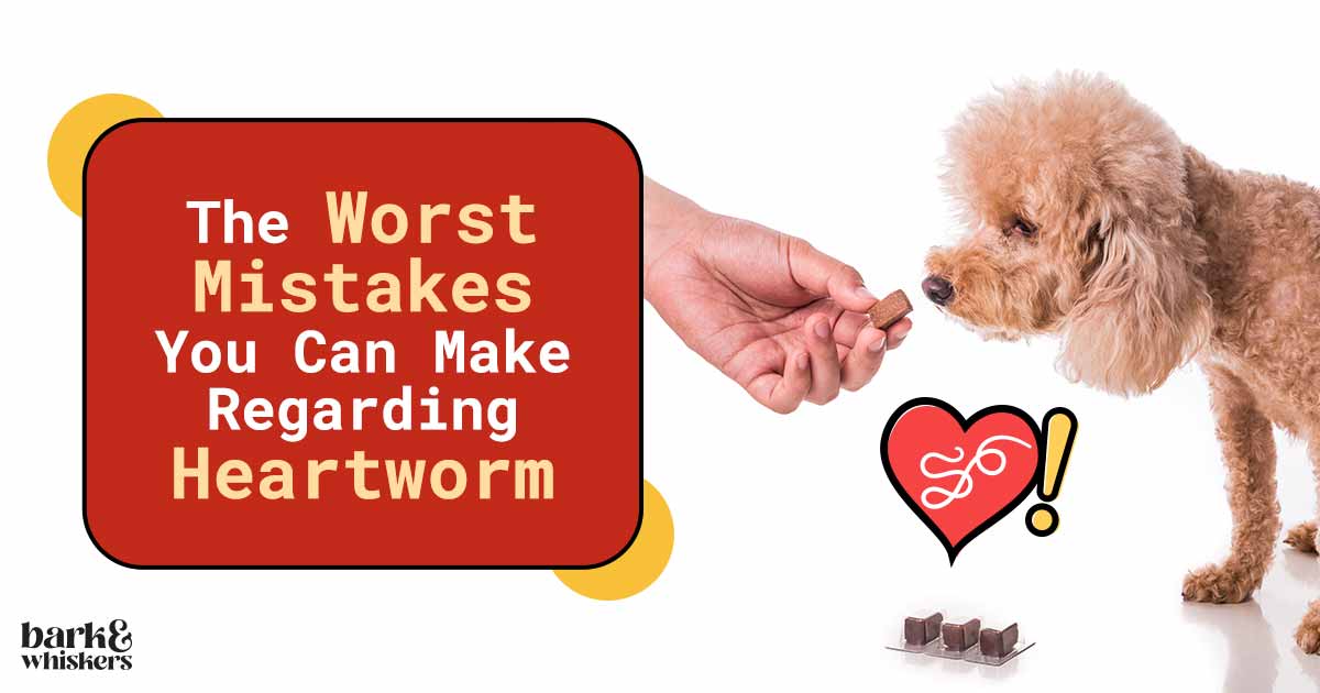 The Worst Mistakes You Can Make Regarding Heartworm