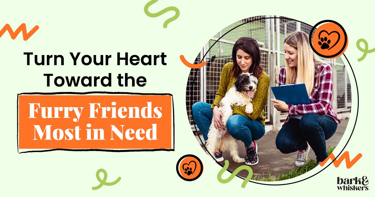 Turn Your Heart Toward the Furry Friends Most in Need