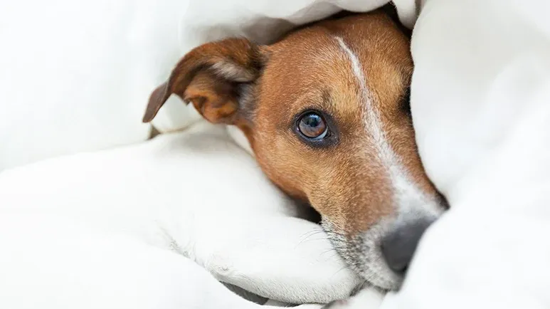 How Your Dog Tells You He's in Pain