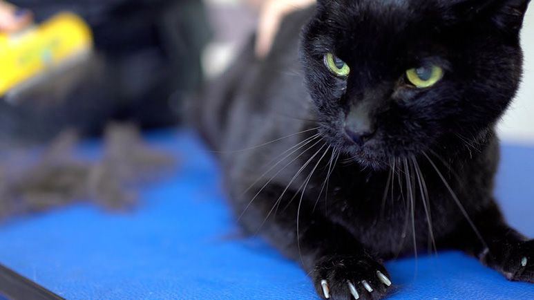 Pretty Kitty Visits the Spa!