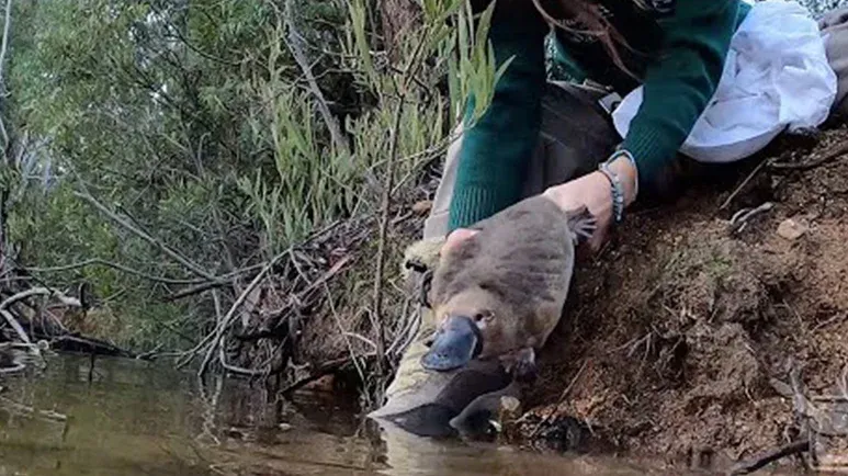 Seven Platypuses Rescued, Then Released Back to the Wild