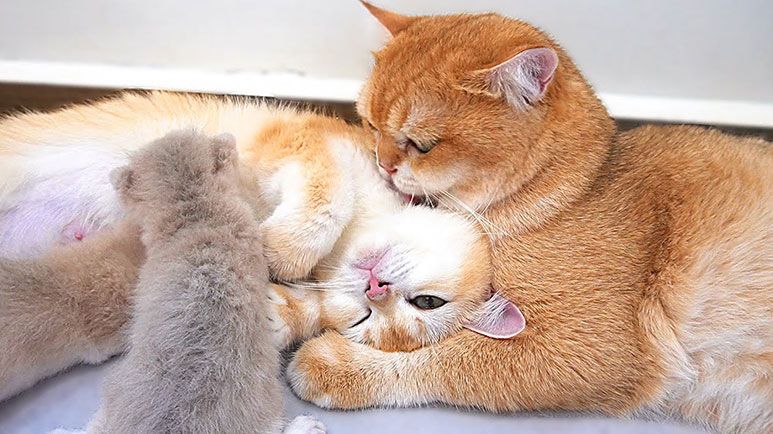 Feline Family: When Mom and Dad Are in Love