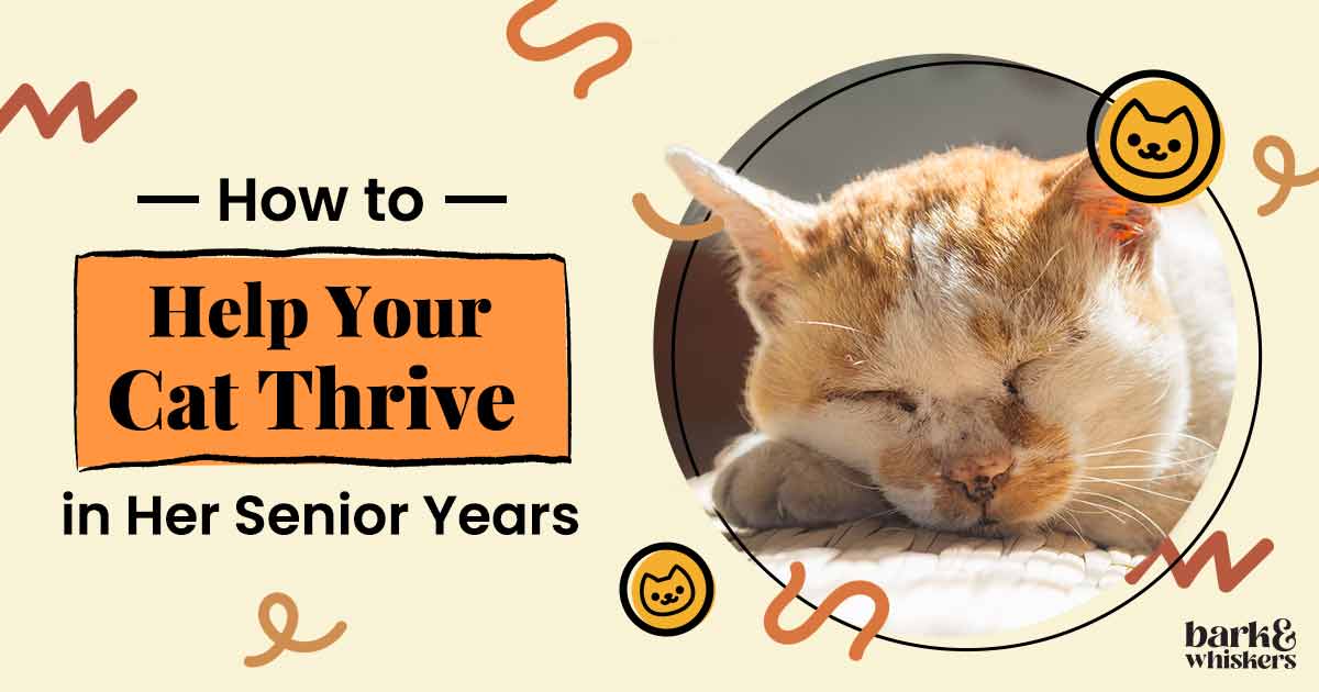 How to Help Your Cat Thrive in Her Senior Years