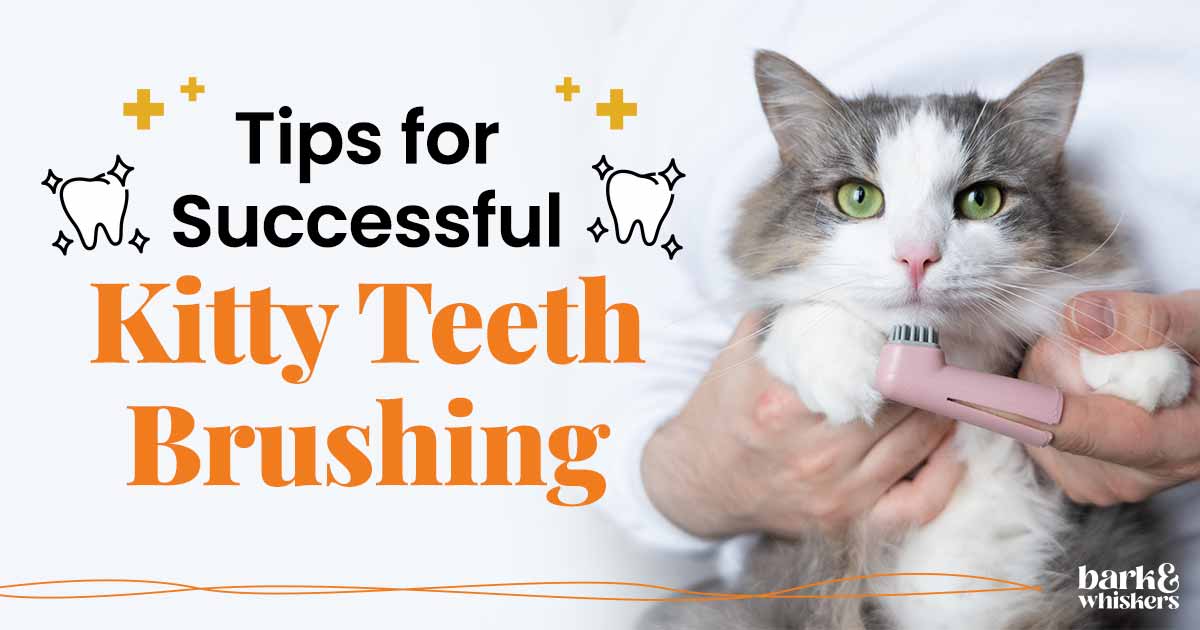 Why Does My Cat Have Bad Breath?