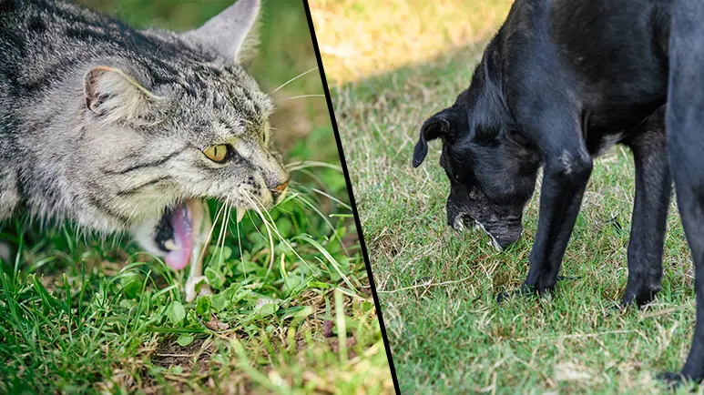 Colitis in Pets: Causes, Symptoms and Treatments