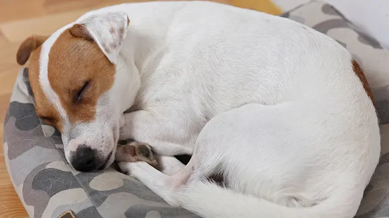 Dog Sleeping Habits: Why Your Dog Does That