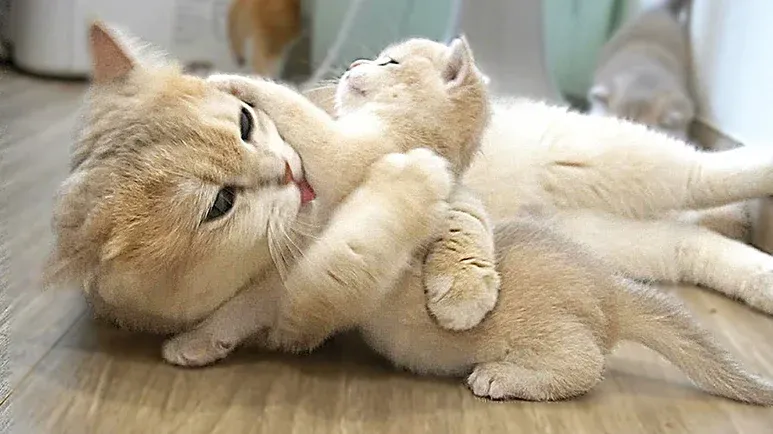 Mama Cat to Kitten: 'You Will Have a Bath!'