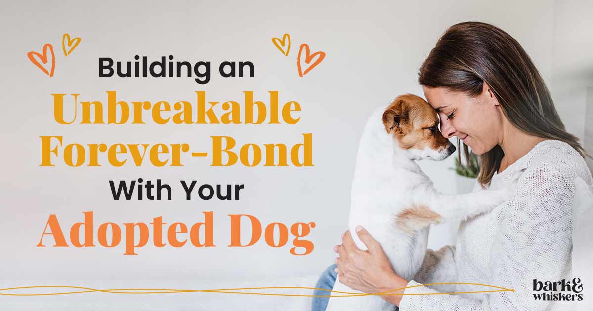 Building an Unbreakable Forever-Bond With Your Adopted Dog