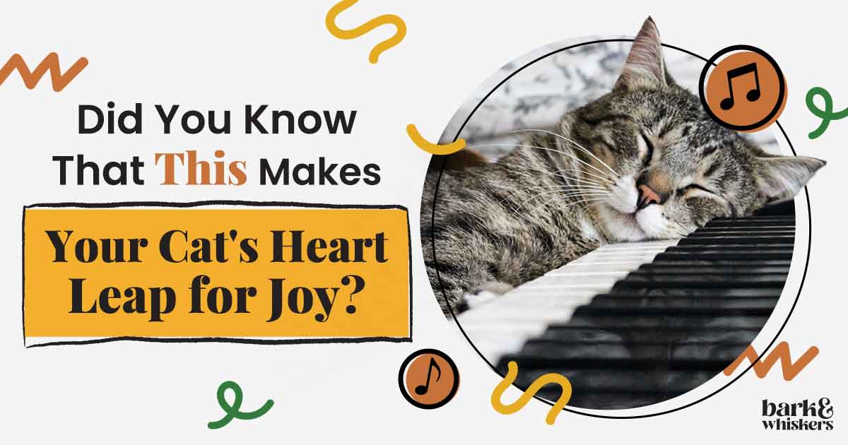 The Music That Is Appealing to Many Cats