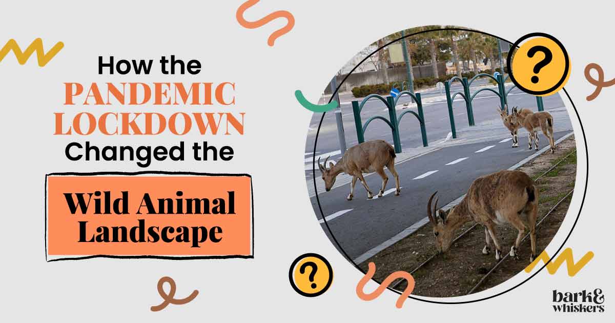 How the Pandemic Lockdown Changed the Wild Animal Landscape