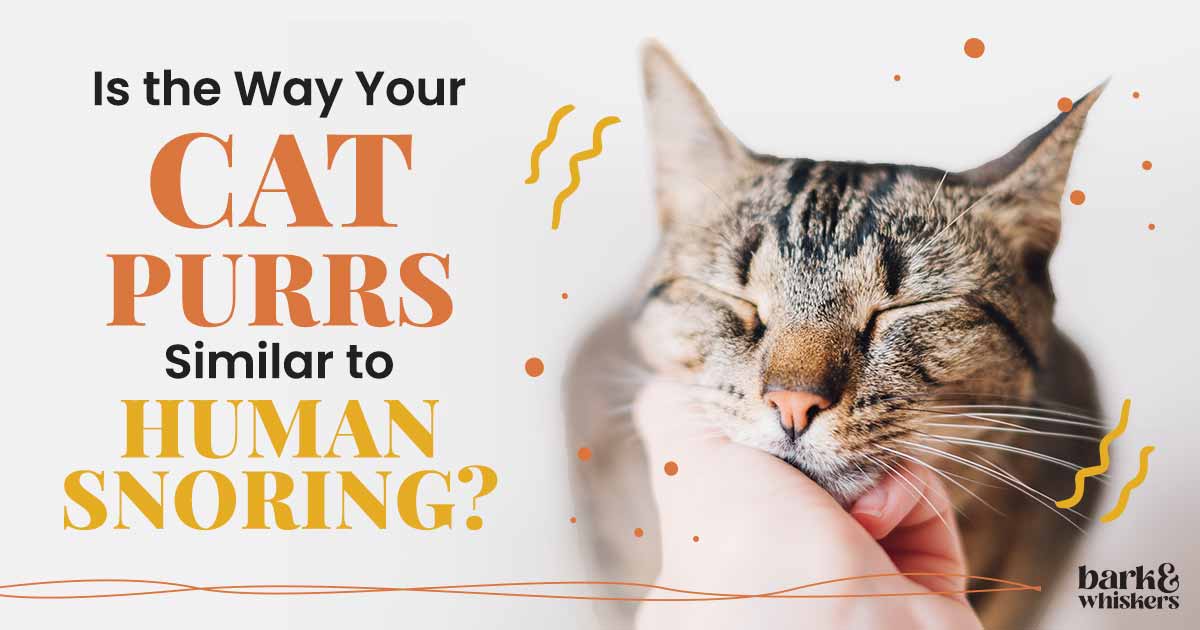 Is the Way Your Cat Purrs Similar to Human Snoring?