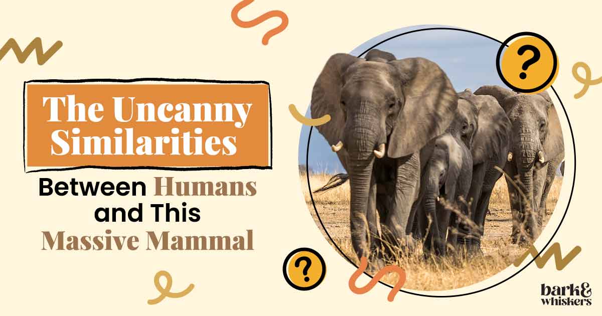 The Uncanny Similarities Between Humans and Elephants