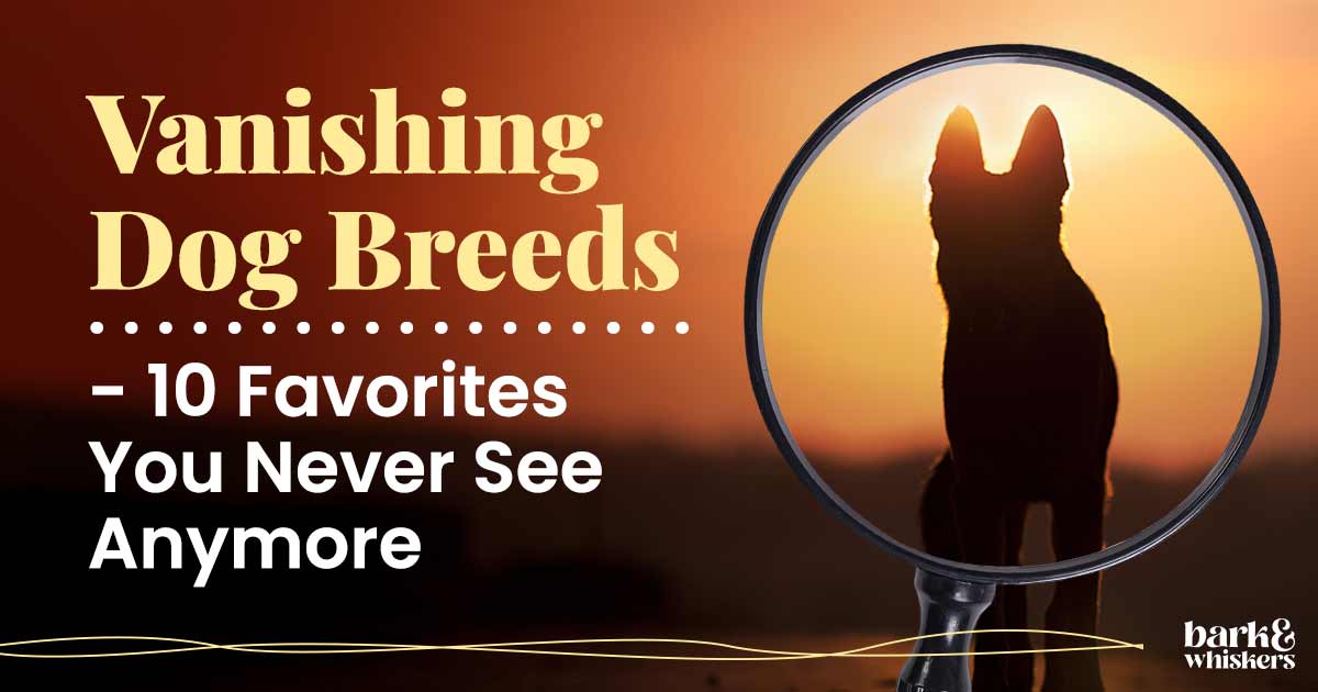 Vanishing Dog Breeds - 10 Favorites You Never See Anymore