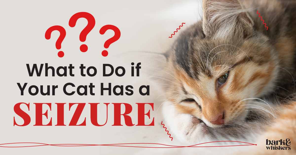 Cat Seizures: What to Do in this Scary Event