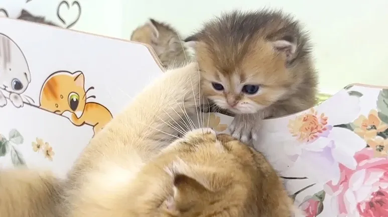 Daddy Cat Teaching Kittens Self-Sufficiency!