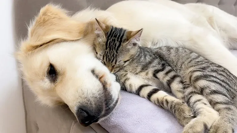 Golden Fur Makes the Best Napping Place for Kitten