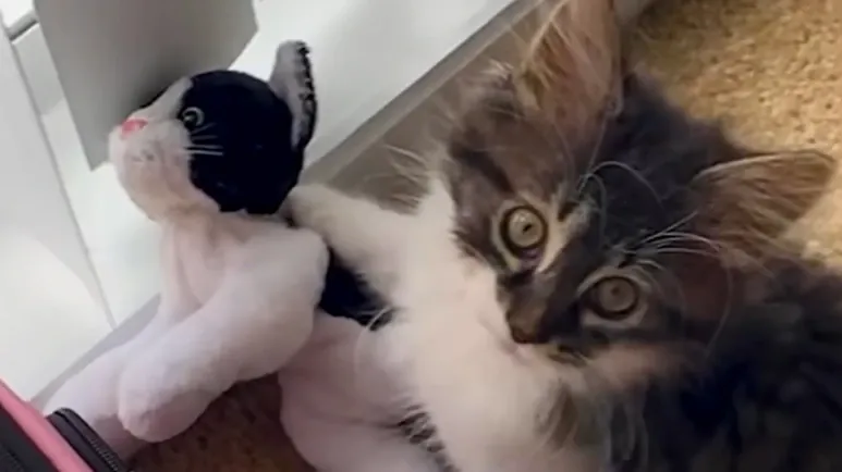 He Got a Real Kitty, but Still Loves the Stuffed One