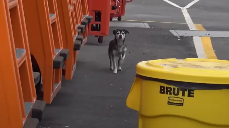 'Houdini' Dog Looked so Hopeful to Finally Be Rescued
