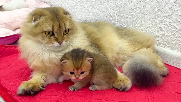 Protective Daddy Cat Lulls His Kittens to Sleep