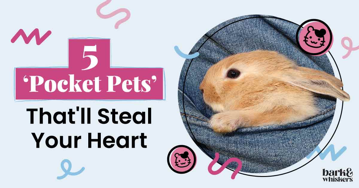 5 Small or Pocket Pets That'll Steal Your Heart