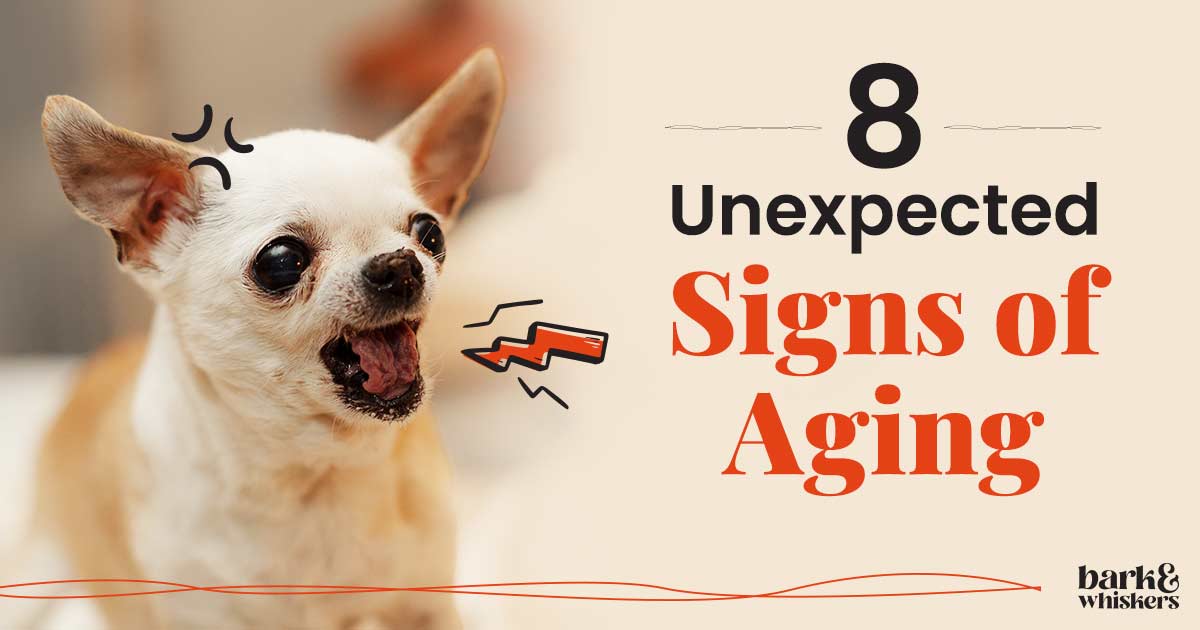 Your Dog's Behavior May Change as They Age