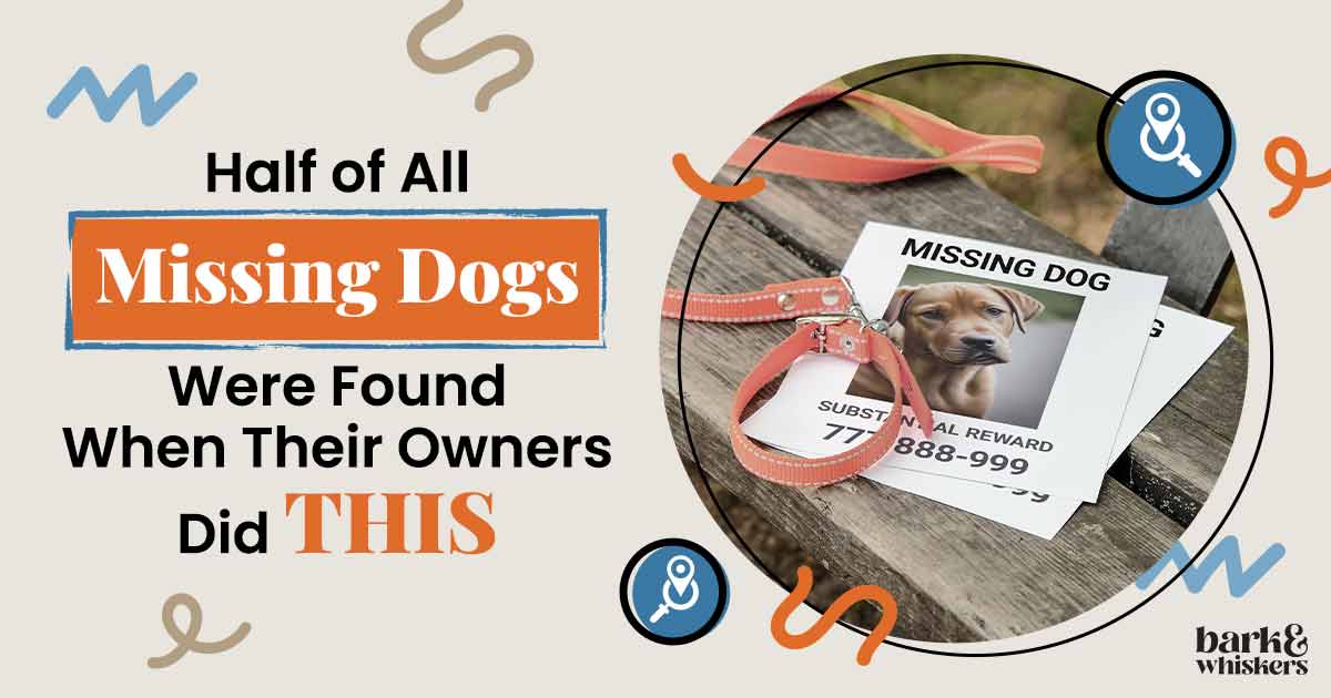 10 Simple Steps to Find a Missing Pet