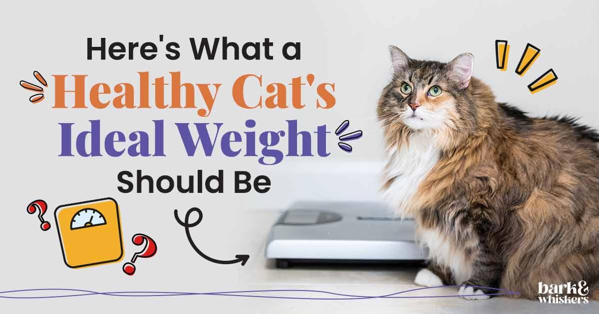 What a Healthy Cat's Ideal Weight Should Be