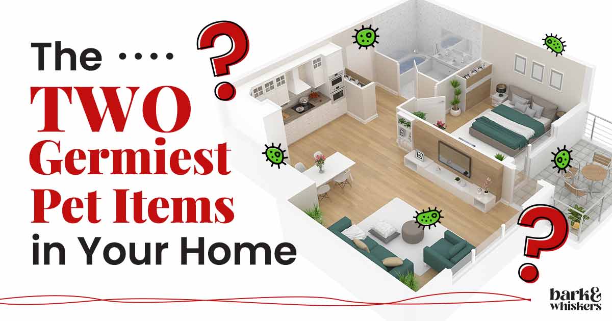 The Two Germiest Pet Items in Your Home