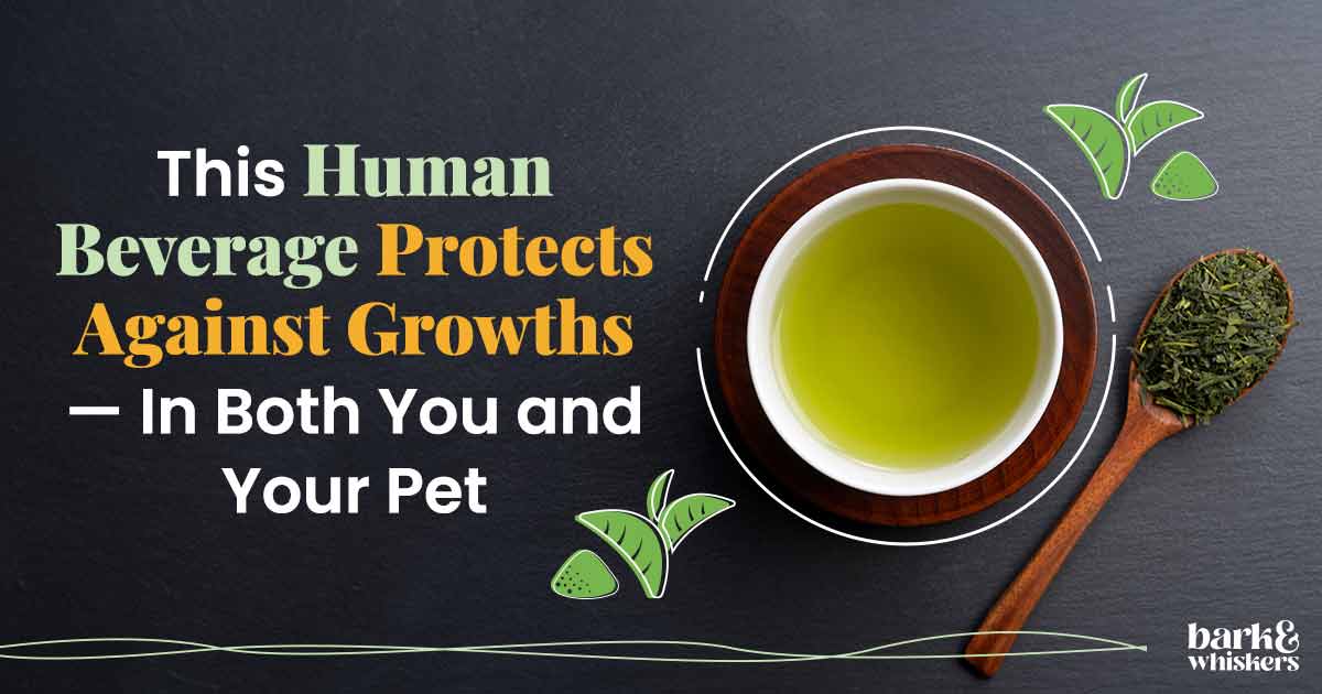 Green Tea Health Benefits for Dogs and Cats