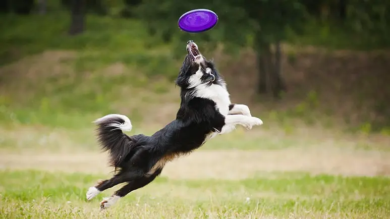 4 Simple Dog Stretching Exercises