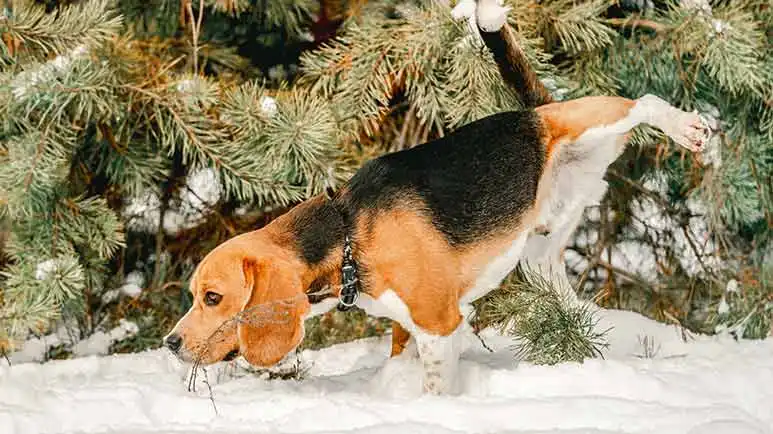 Why Do Dogs Urinate Indoors?