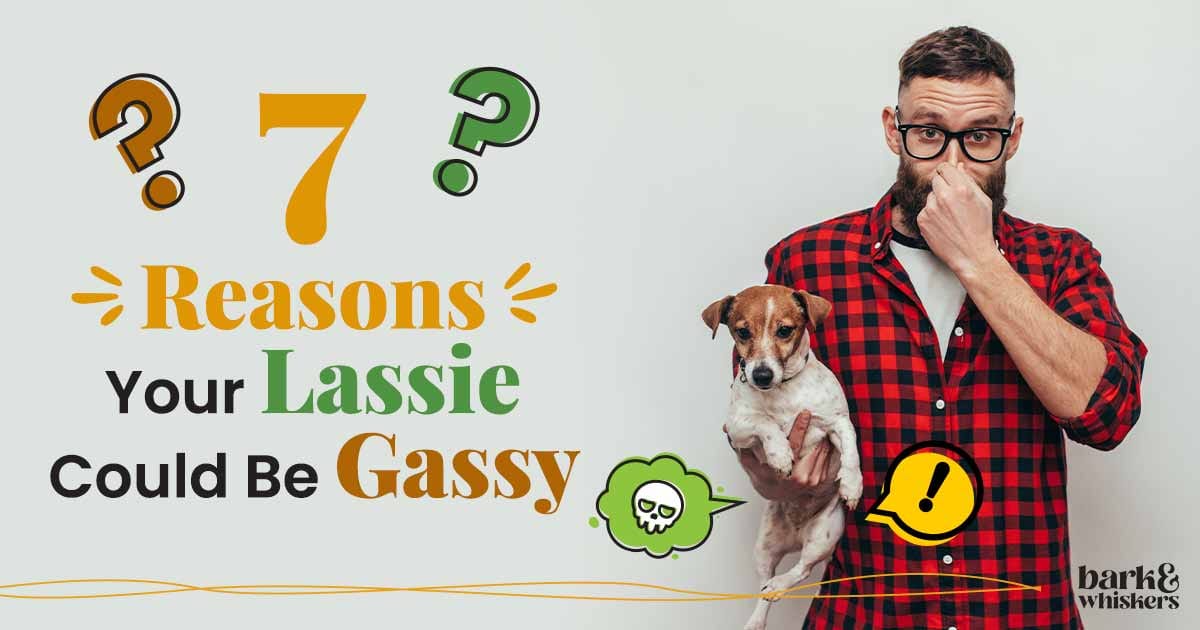 How to Decrease Excessive Flatulence in Dogs