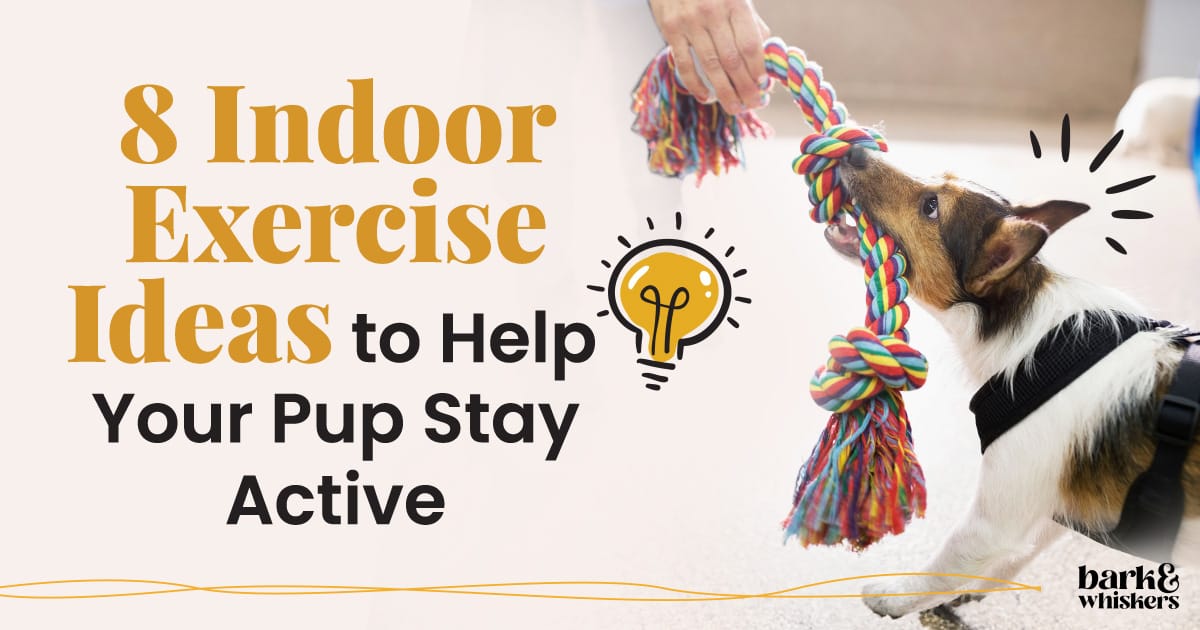 8 Indoor Exercises to Get Your Dog Moving