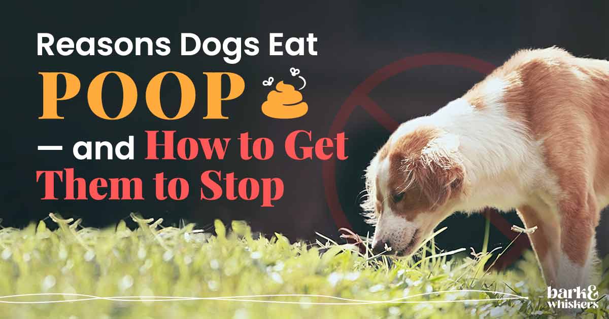 The Real Reason Dogs Eat Poop - and How to Make Them Stop