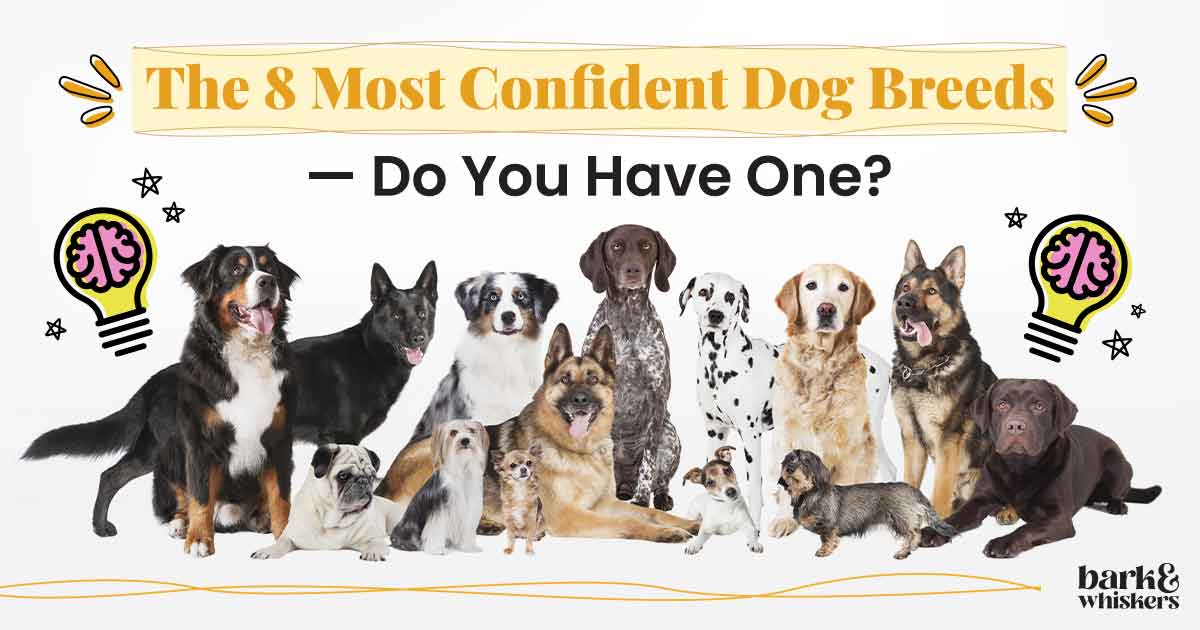 Confident Dogs Are Well-Socialized and Obedience-Trained
