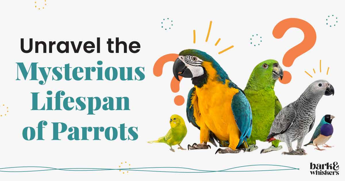 How Long Do Parrots Live?
