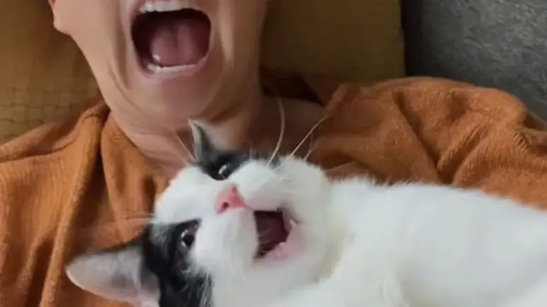 Cat Named Charlie: 'One of the Most Amazing Personalities'