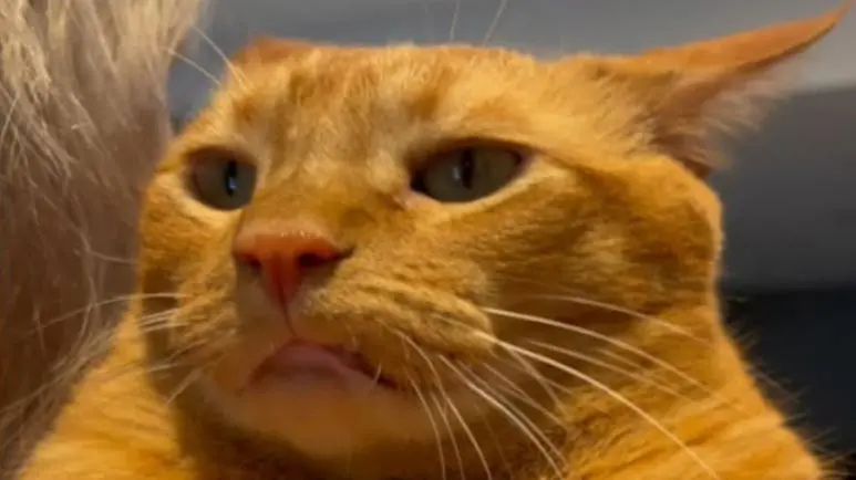 Not Your Typical 'Aloof Cat'