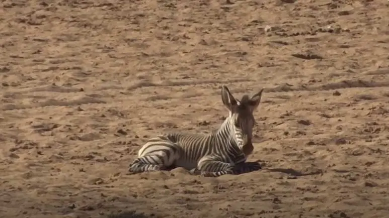 Orphaned Baby Zebra Is Recued by Another Herd