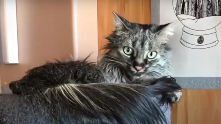 Rare Recessive Gene May Explain Odd Cat, Bruce