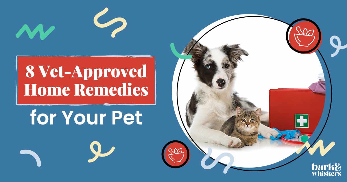 8 Quick Tips for Treating Minor Pet Injuries and Illnesses