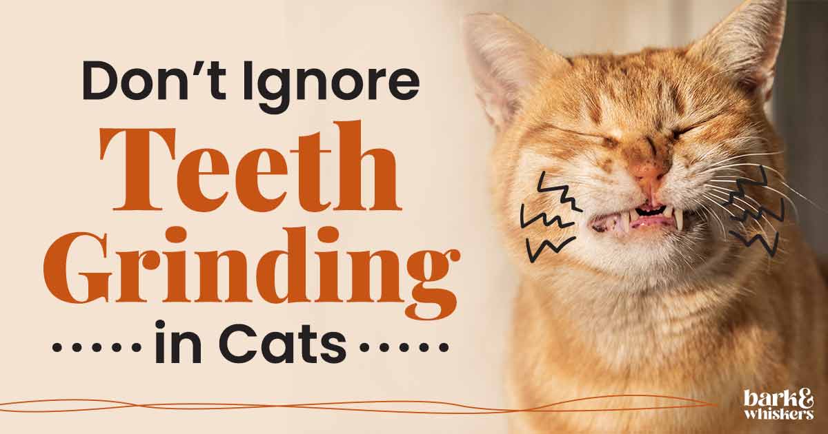 Reasons for Cat Teeth Grinding