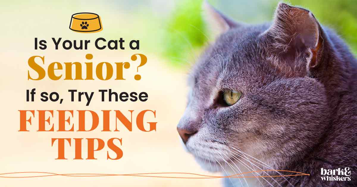 Recommended Diet for Older Cats