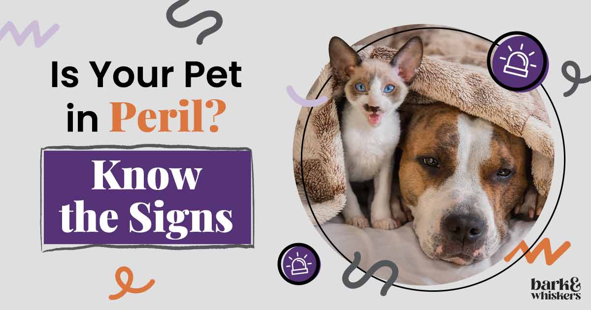 How to Handle a Pet Emergency