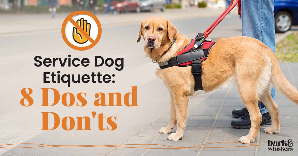 8 Dos and Don'ts for Behavior Around a Service Dog
